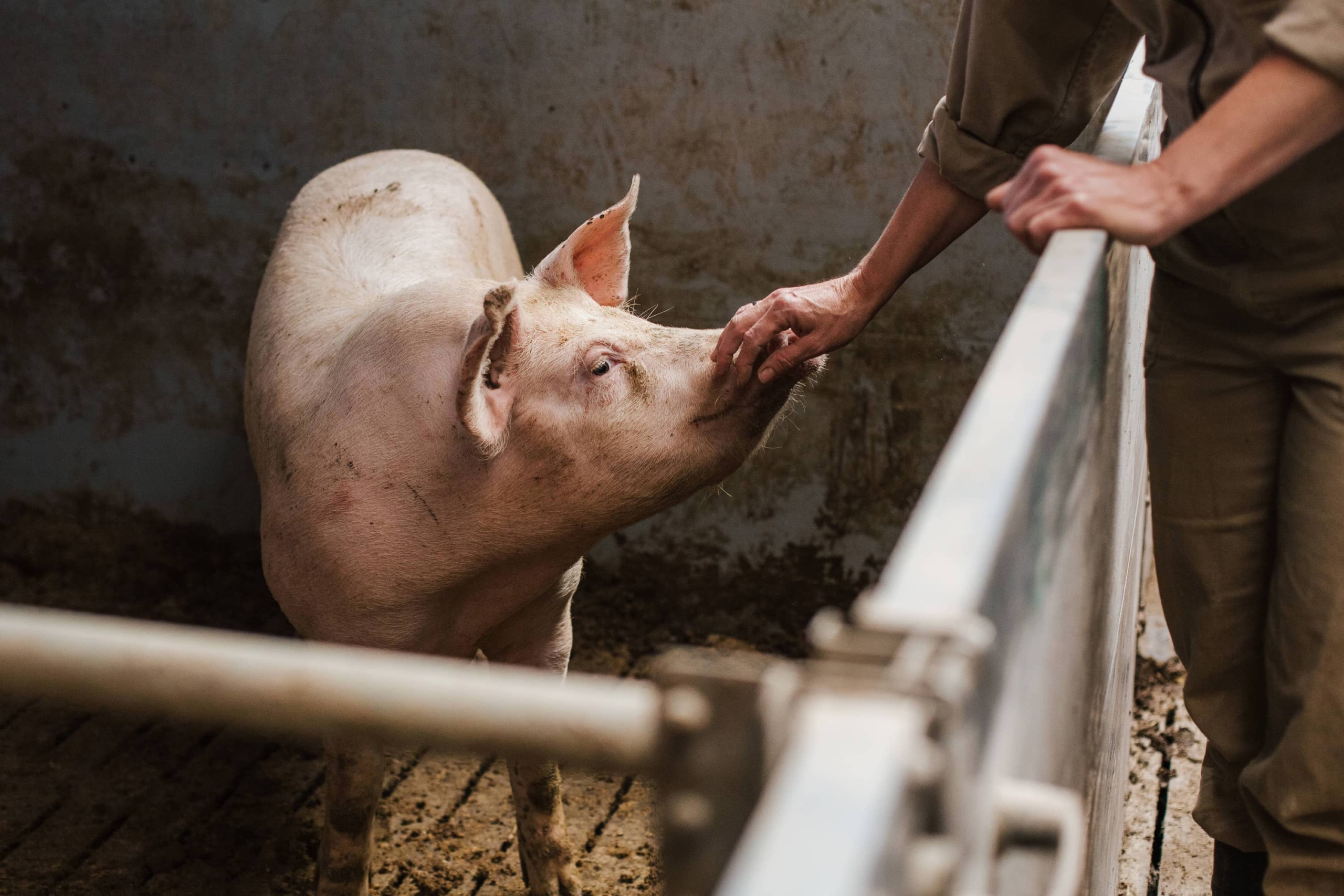 Witte tieraktiv System | Witte Lastrup