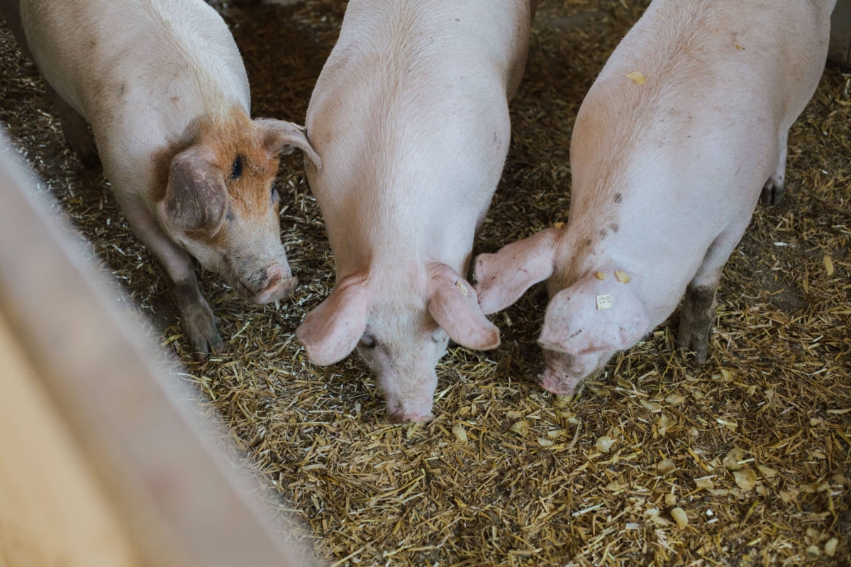 Deye farm - Witte Lastrup